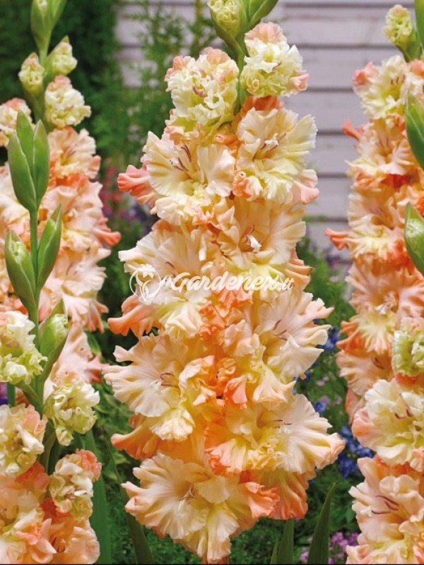 Kardelis THE GREAT QUEEN ELISABETH, kardelių gumbsvogūniai, svogūninės ...